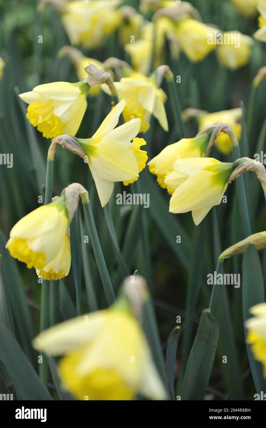 Yellow Trumpet daffodils (Narcissus) Pistachio bloom in a garden in ...