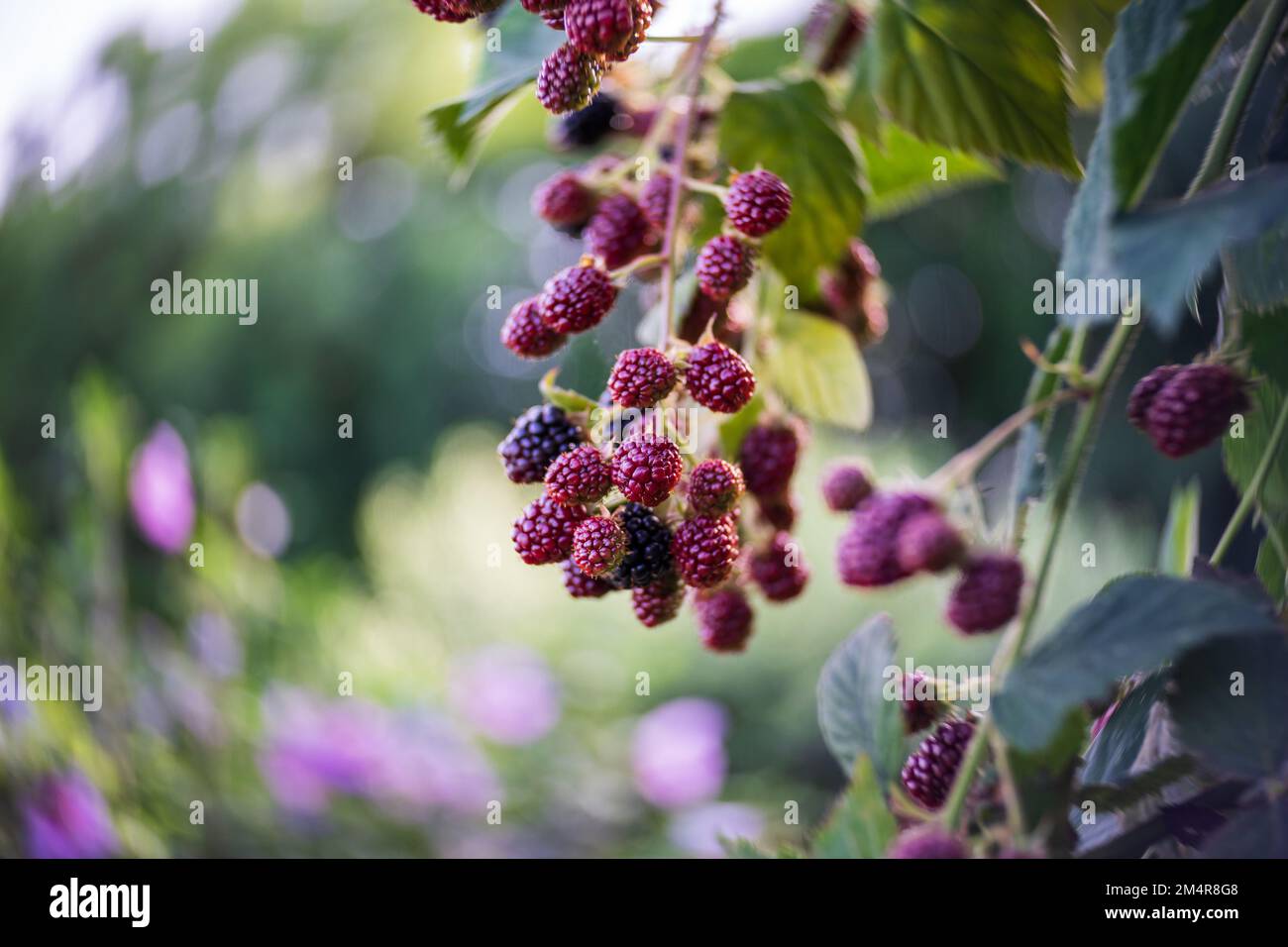 Ripe raspberries on a bush in the garden. Close-up. Art lens. Swirl ...
