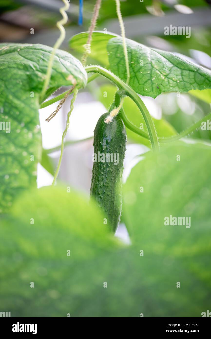 Cucumber. Close-up. Art lens. Swirl bokeh. Focus on the center Stock ...
