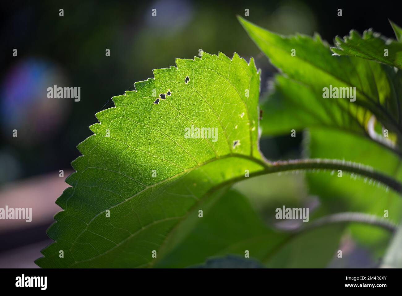 Structure of a green leaf close-up. Focus on the center Stock Photo - Alamy