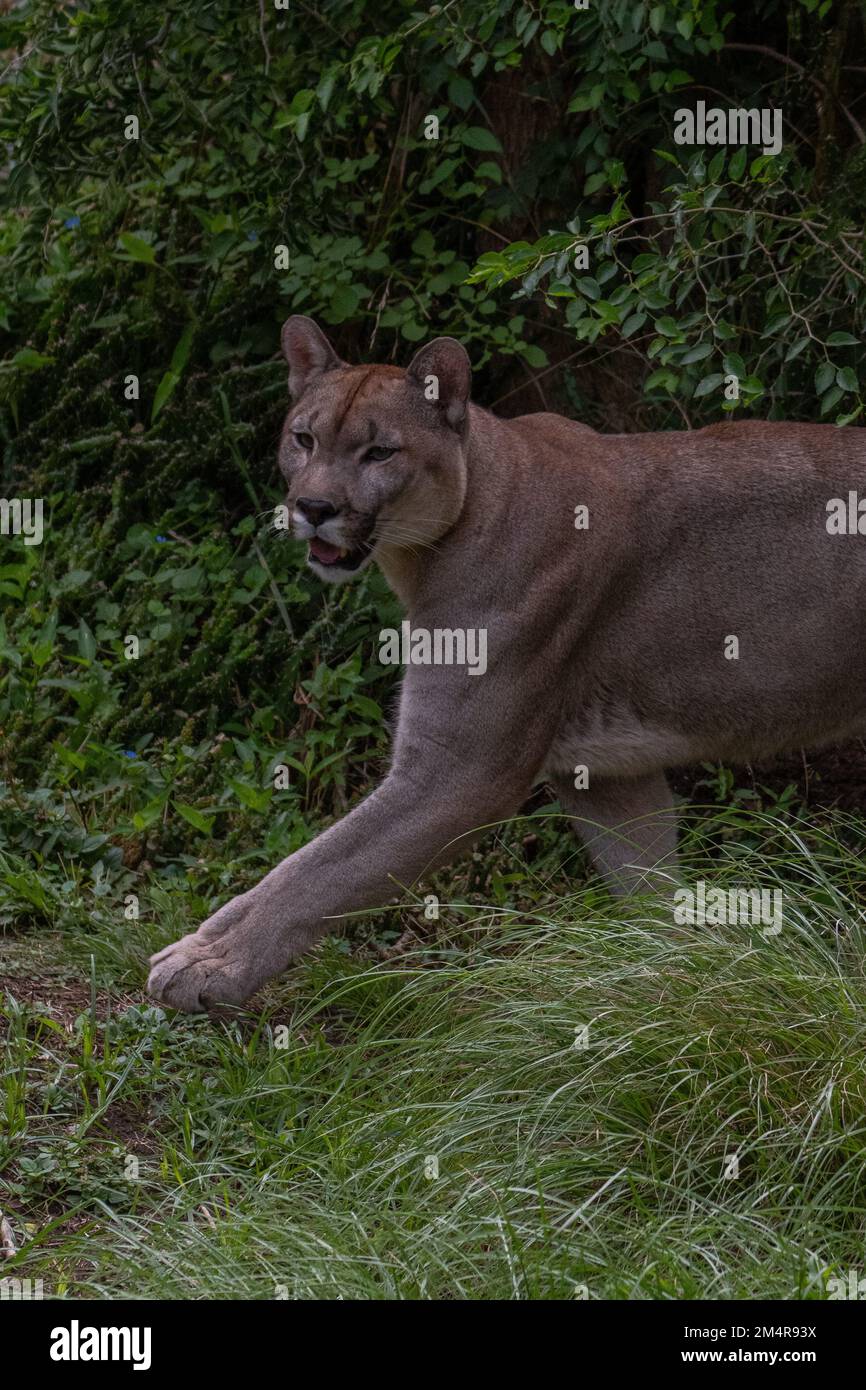 A vertical shot of a Florida panther in the wild Stock Photo - Alamy
