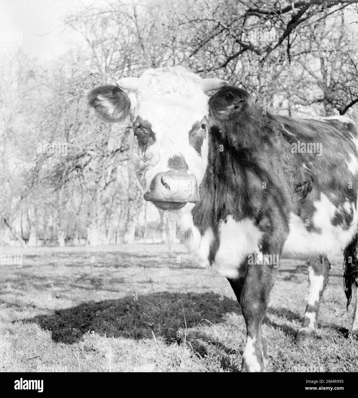 Farm pix (Cows, Sheep). Photographs of Marshall Plan Programs, Exhibits ...