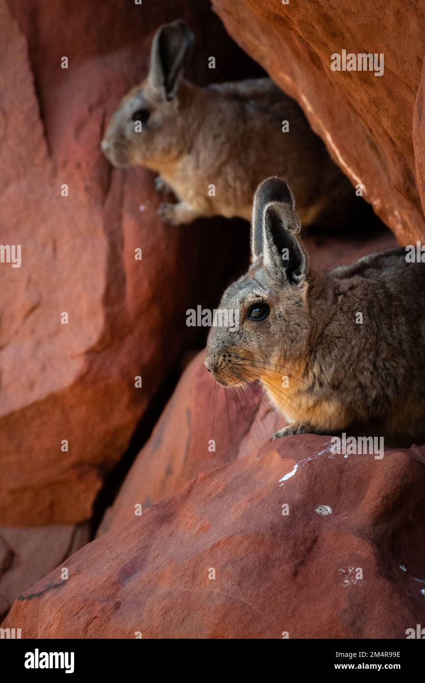 A vertical shot of Southern viscachas on the red rocks Stock Photo - Alamy