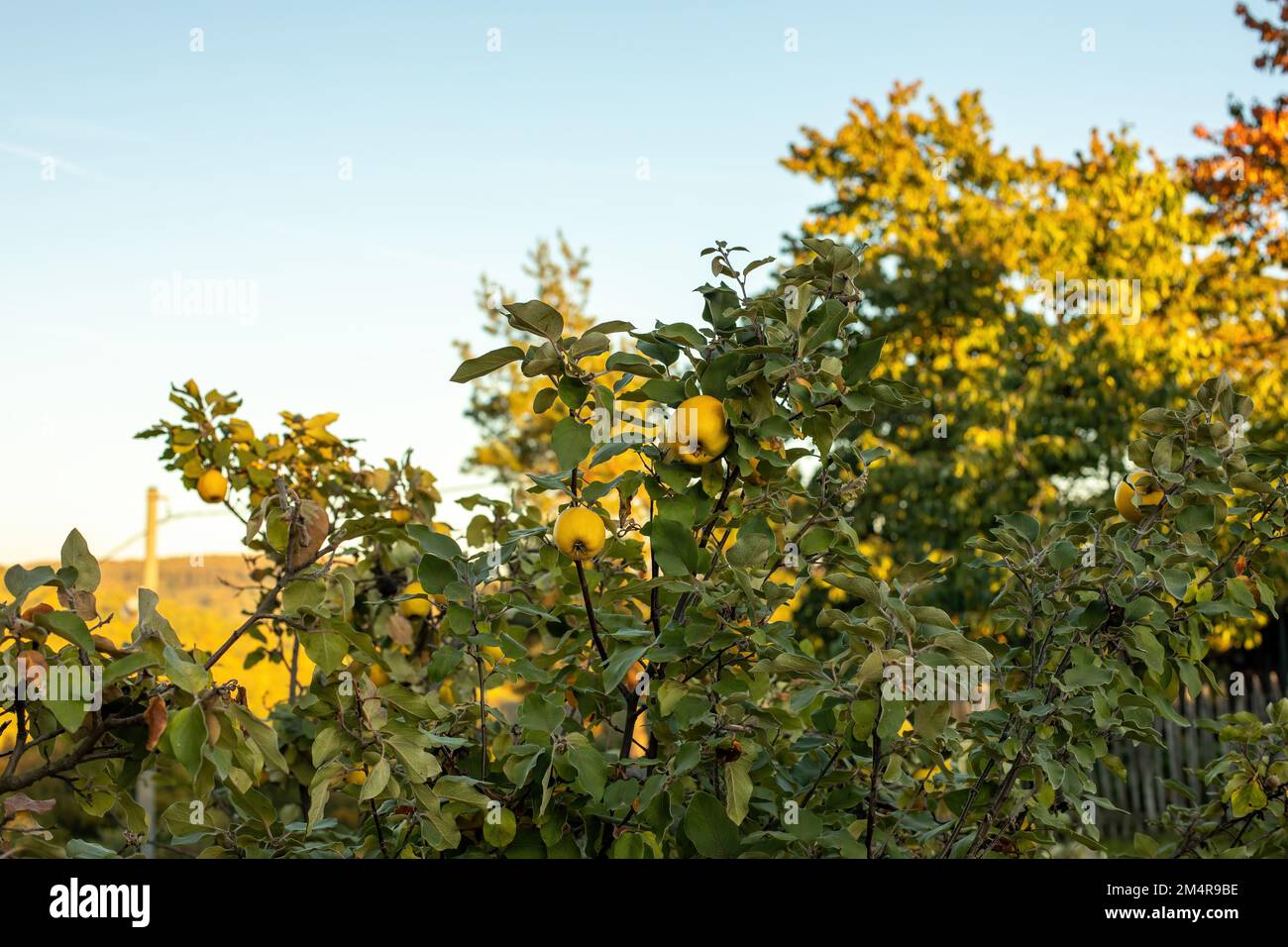 Apples on a tree in autumn season. High quality photo Stock Photo - Alamy