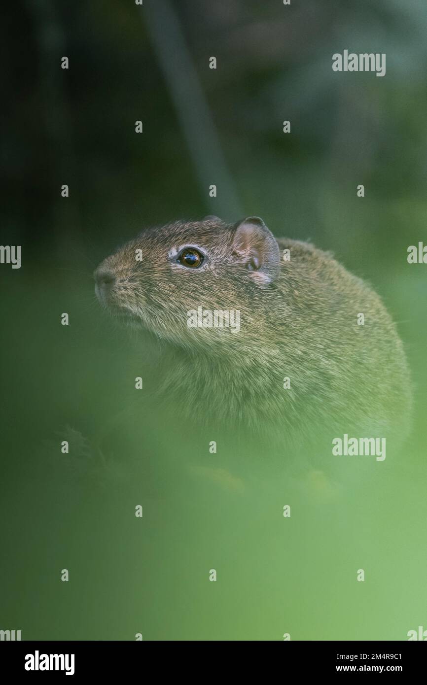 A vertical shot of a Brazilian guinea pig Stock Photo - Alamy