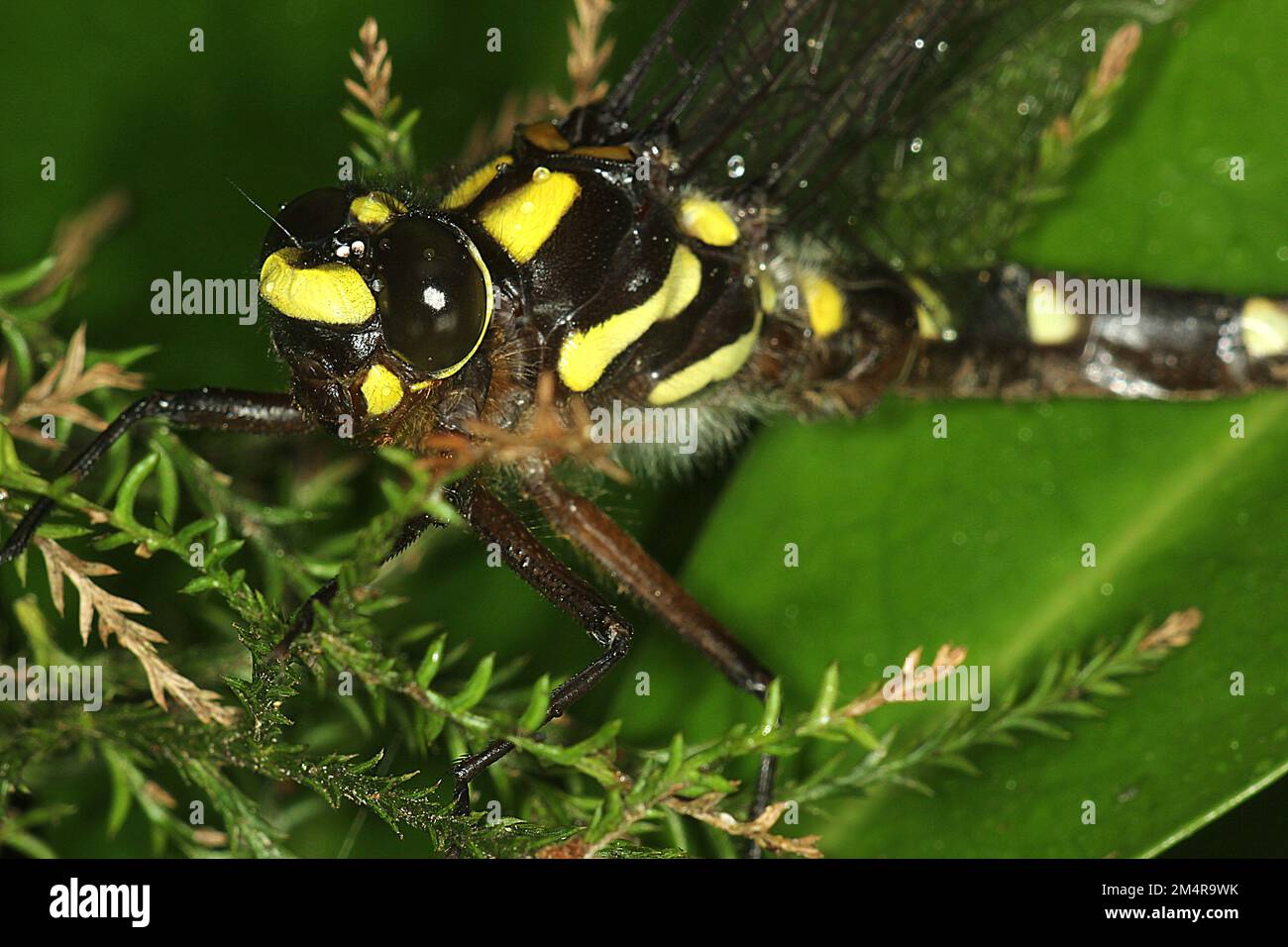 Carove's giant bush dragonfly (Uropetala carovei Stock Photo - Alamy