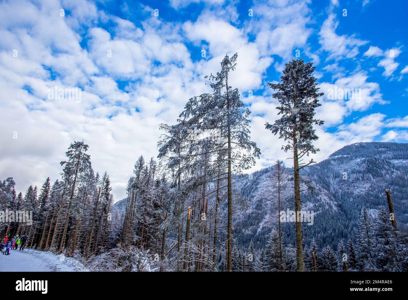 Amazing landscape in Tatra nature reserve - coniferous forest in ...