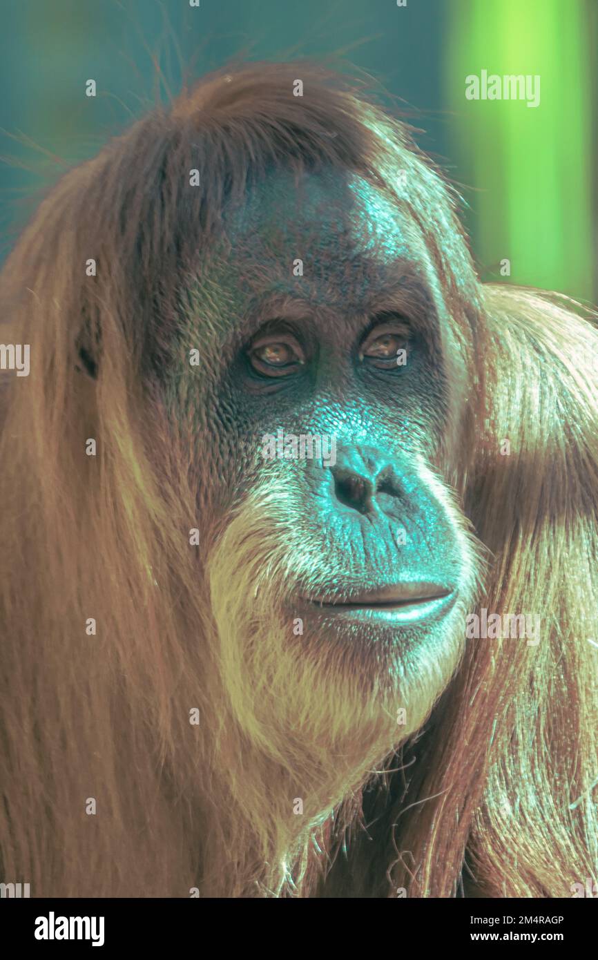 A vertical closeup of an orangutan looking ahead peacefully in the ...