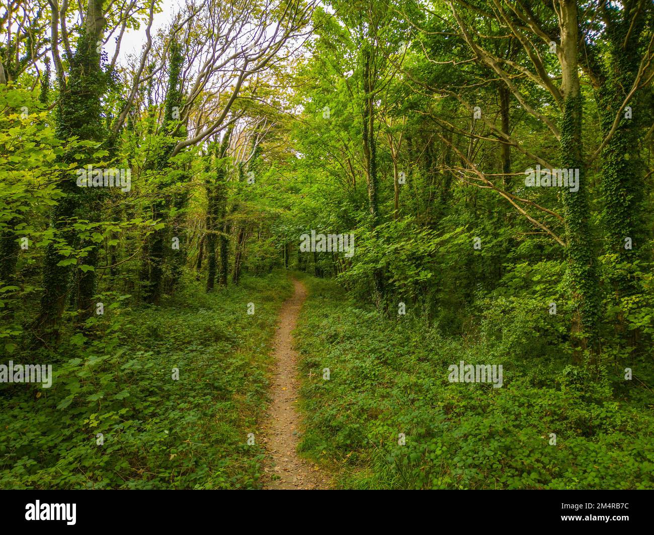 A beautiful view of the forest path for hiking shrouded by trees Stock ...