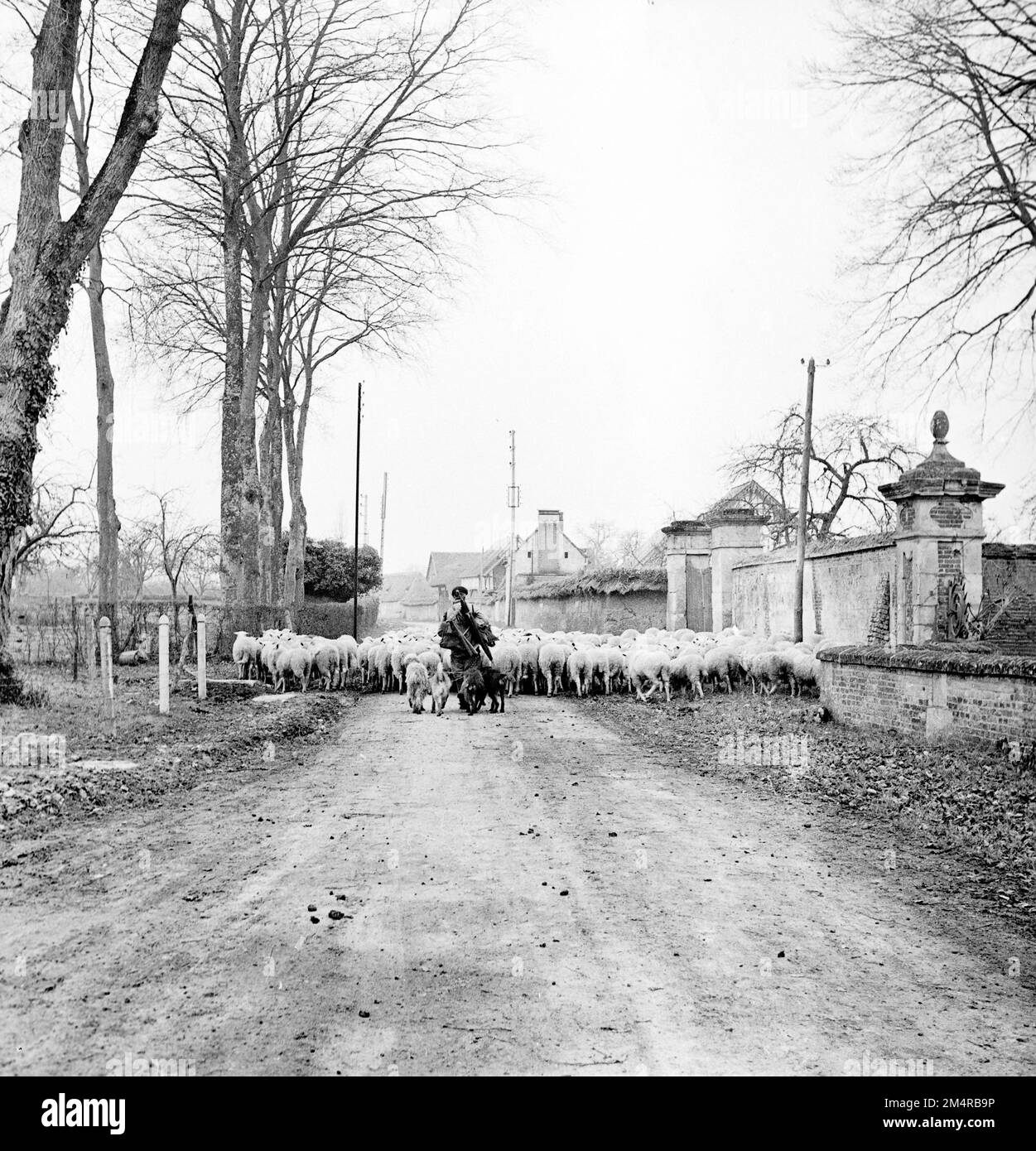 Farm pix (Cows, Sheep). Photographs of Marshall Plan Programs, Exhibits ...