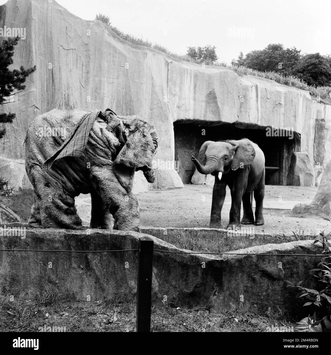 Elephant Mammoth at the Vincennes Zoo. Photographs of Marshall Plan ...