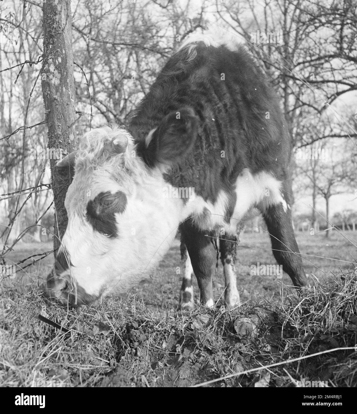 Farm pix (Cows, Sheep). Photographs of Marshall Plan Programs, Exhibits ...