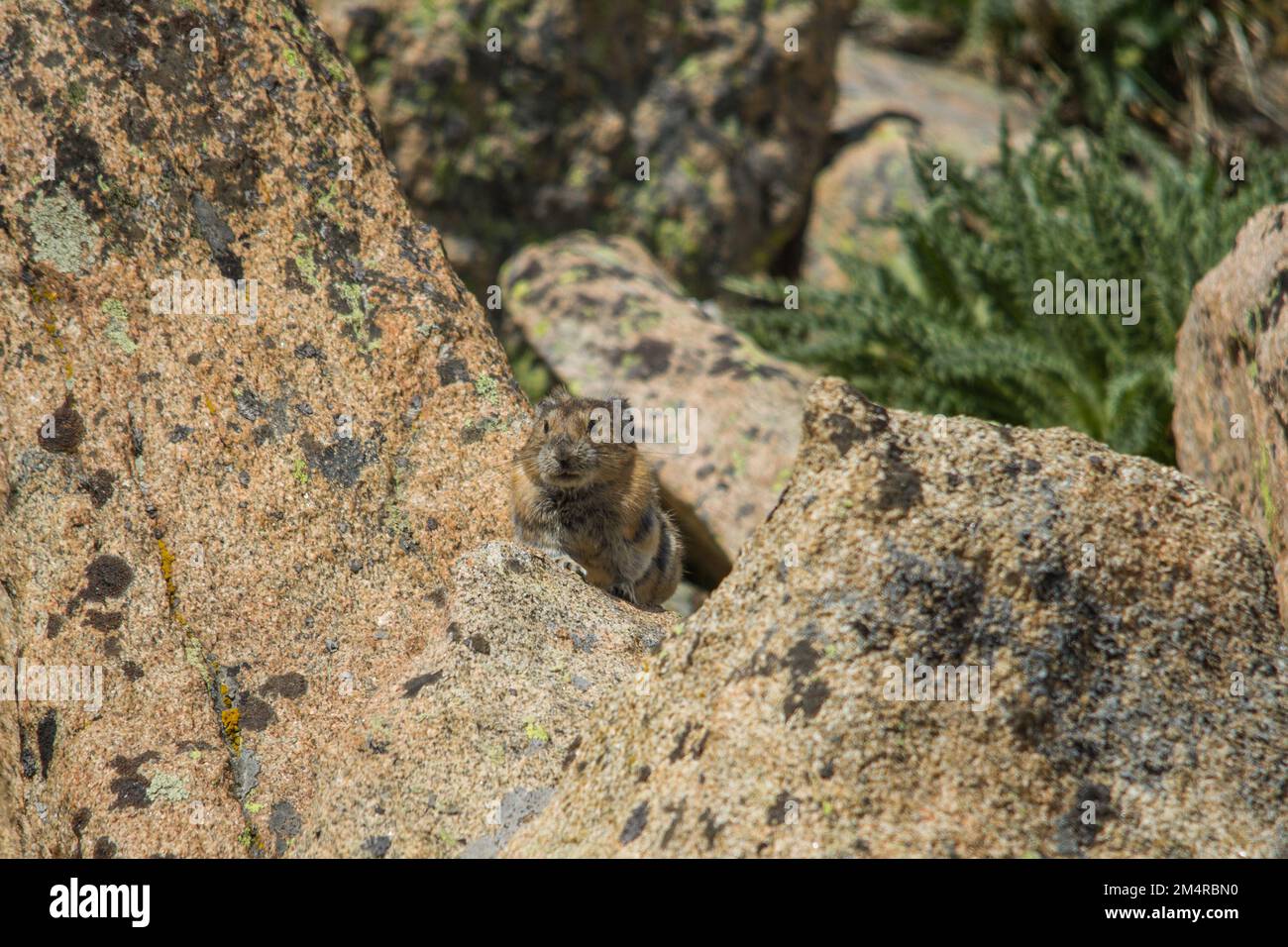 American pika rocky mountains colorado hi-res stock photography and ...
