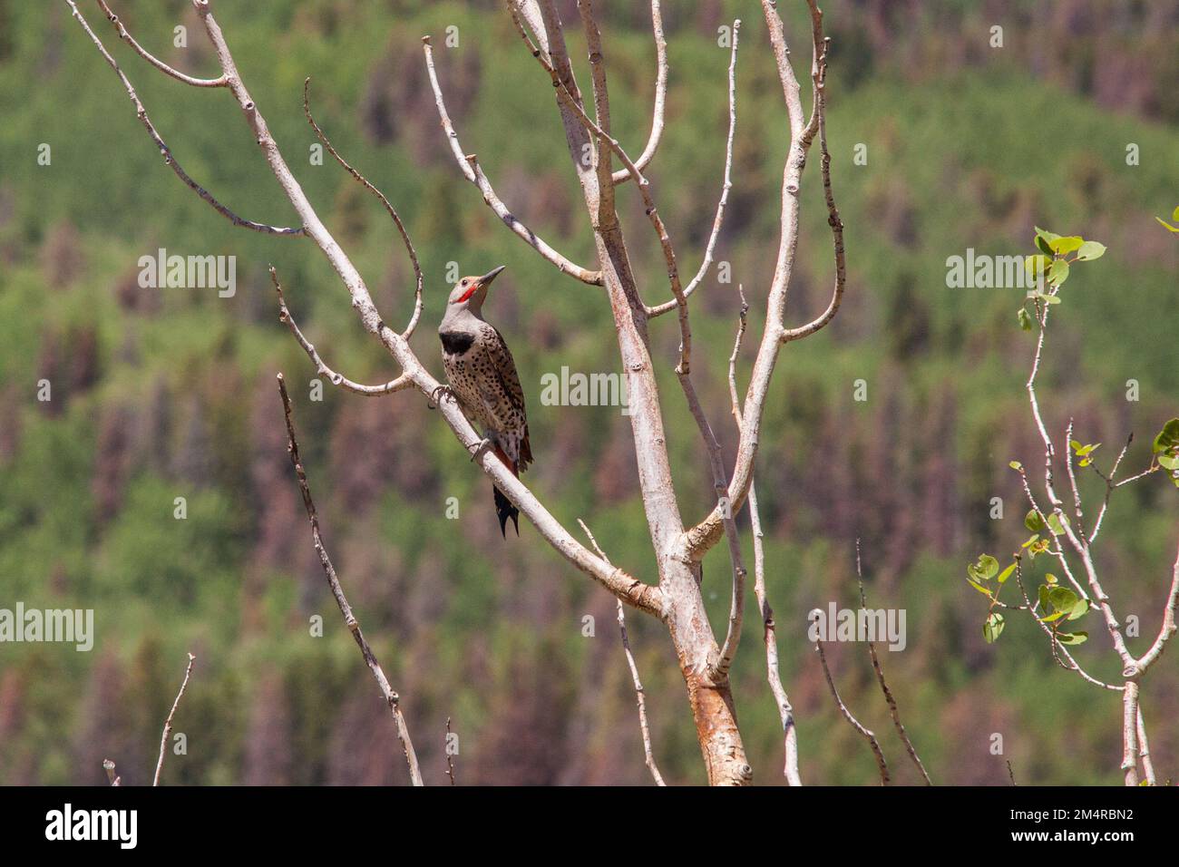 The northern flicker woodpecker hi-res stock photography and images - Alamy