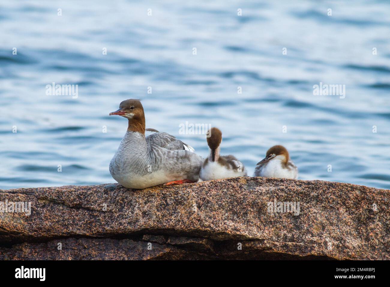 Common merganser and ducklings Stock Photo - Alamy