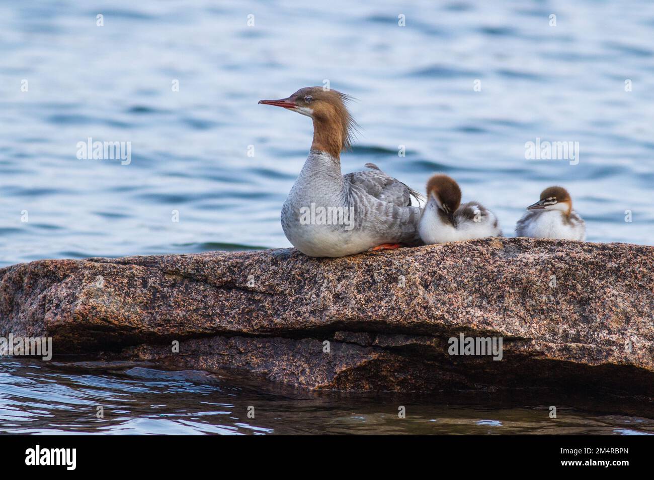 Merganser hen and ducklings resting on a granite shelf Stock Photo - Alamy