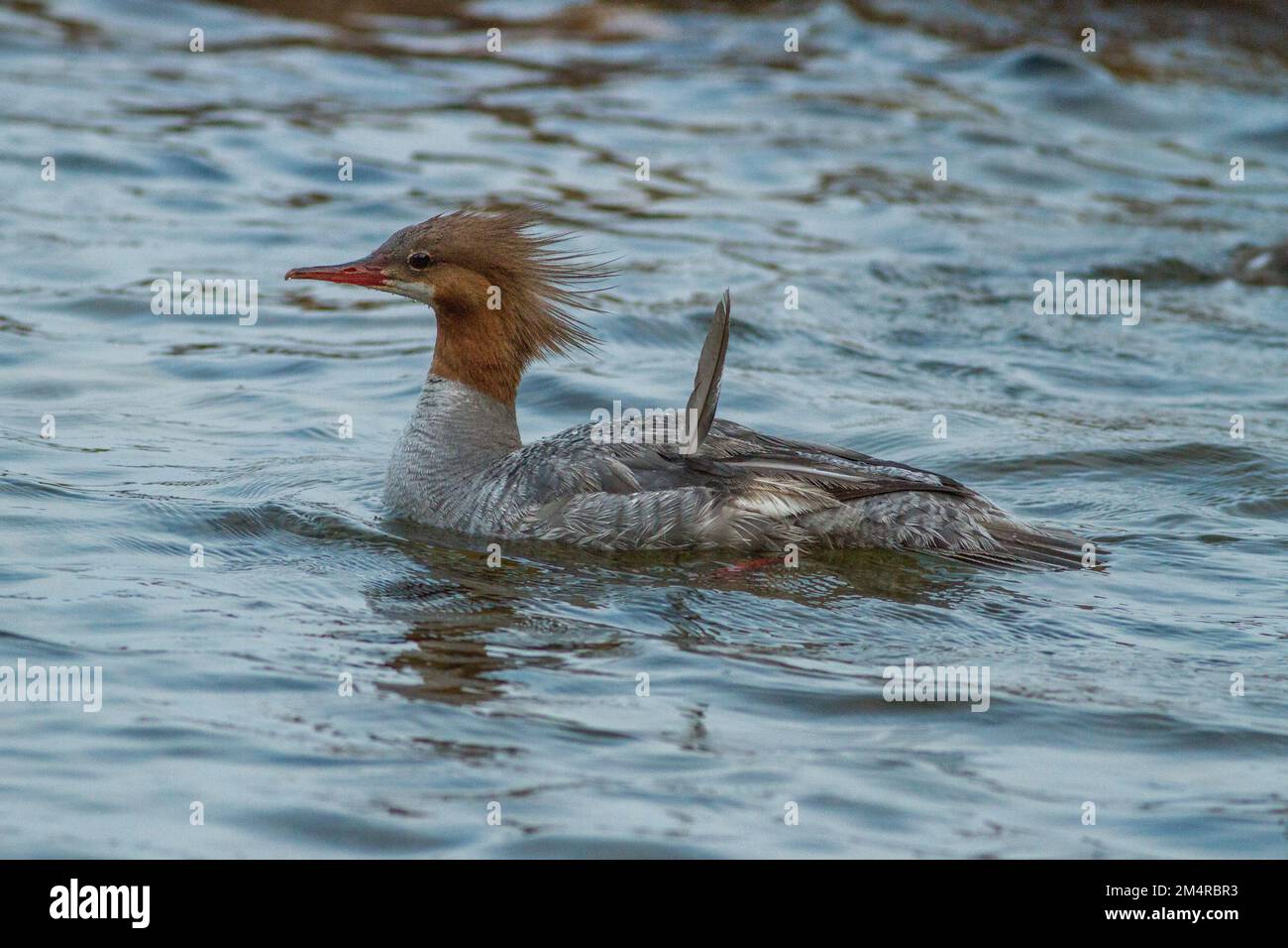 Female common merganser Stock Photo - Alamy