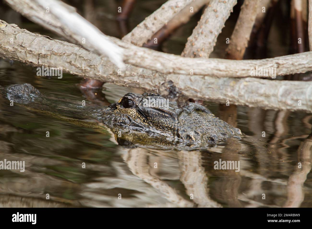 alligator in a swamp in southeast Florida Stock Photo - Alamy