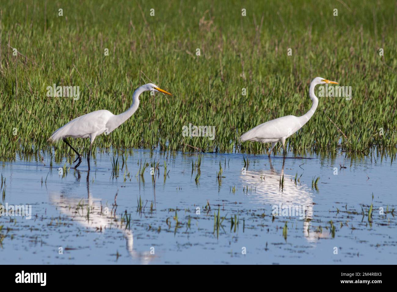 Pair egrets hi-res stock photography and images - Alamy