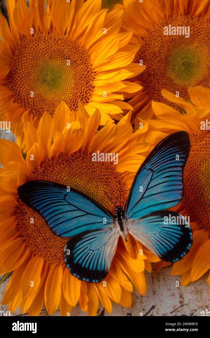 Blue glowing butterfly hi-res stock photography and images - Alamy