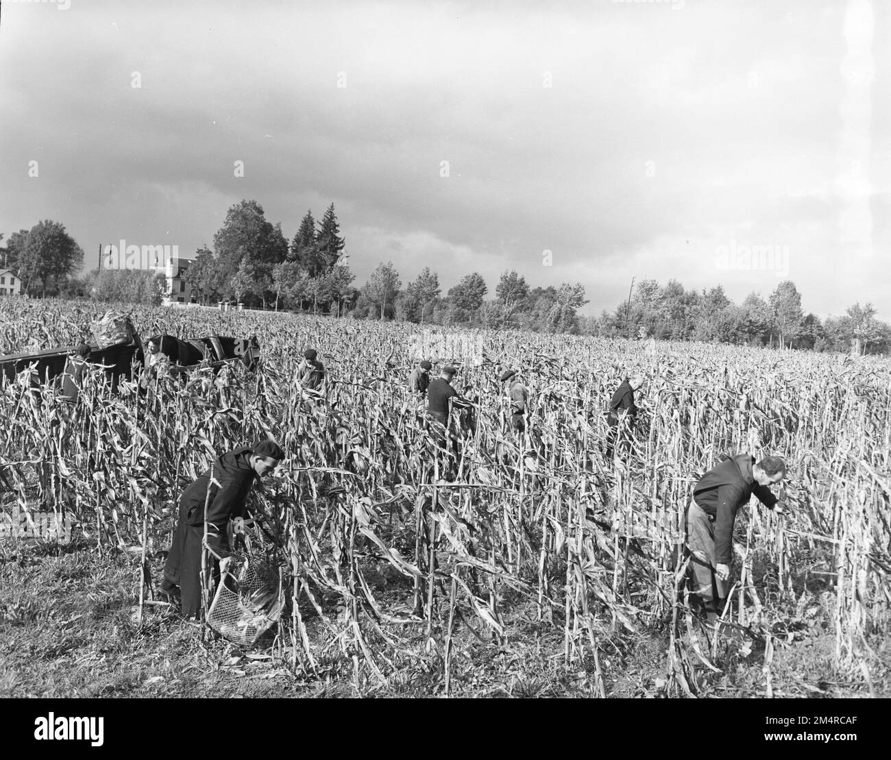 Hybrid Corn - Visit to the Madeleine Farm Near Pau. Photographs of ...