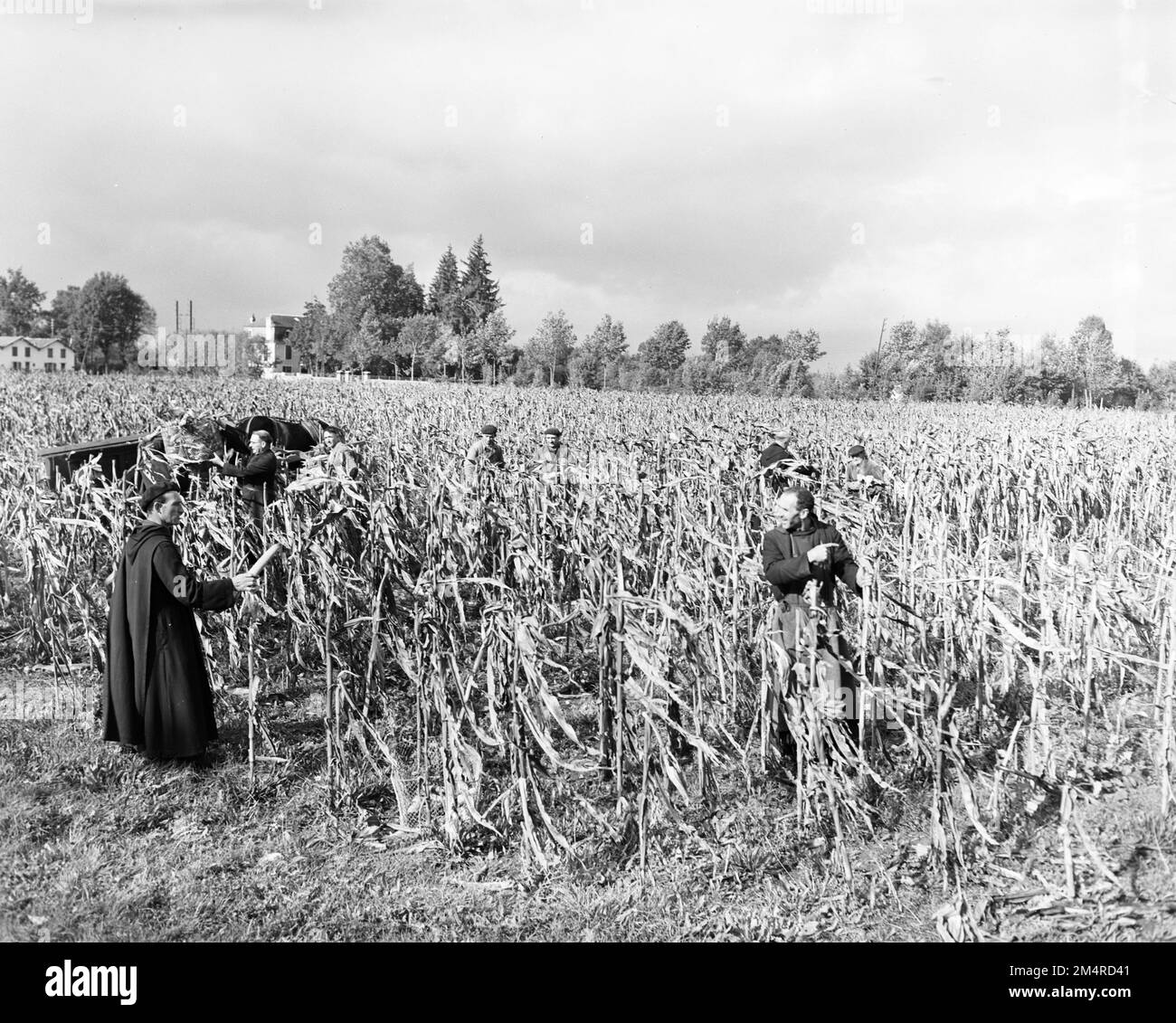 Hybrid Corn - Visit to the Madeleine Farm Near Pau. Photographs of ...