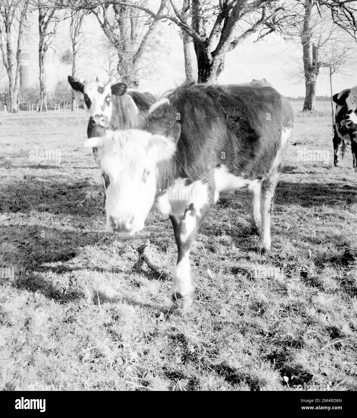Farm pix (Cows, Sheep). Photographs of Marshall Plan Programs, Exhibits ...
