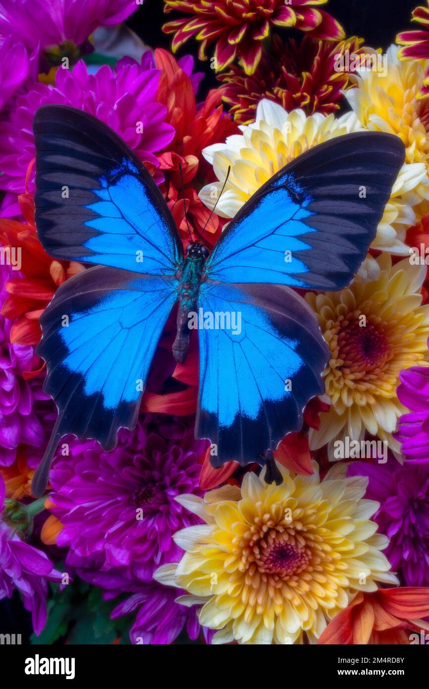 Big Blue Butterfly On Poms Bouquet Stock Photo - Alamy