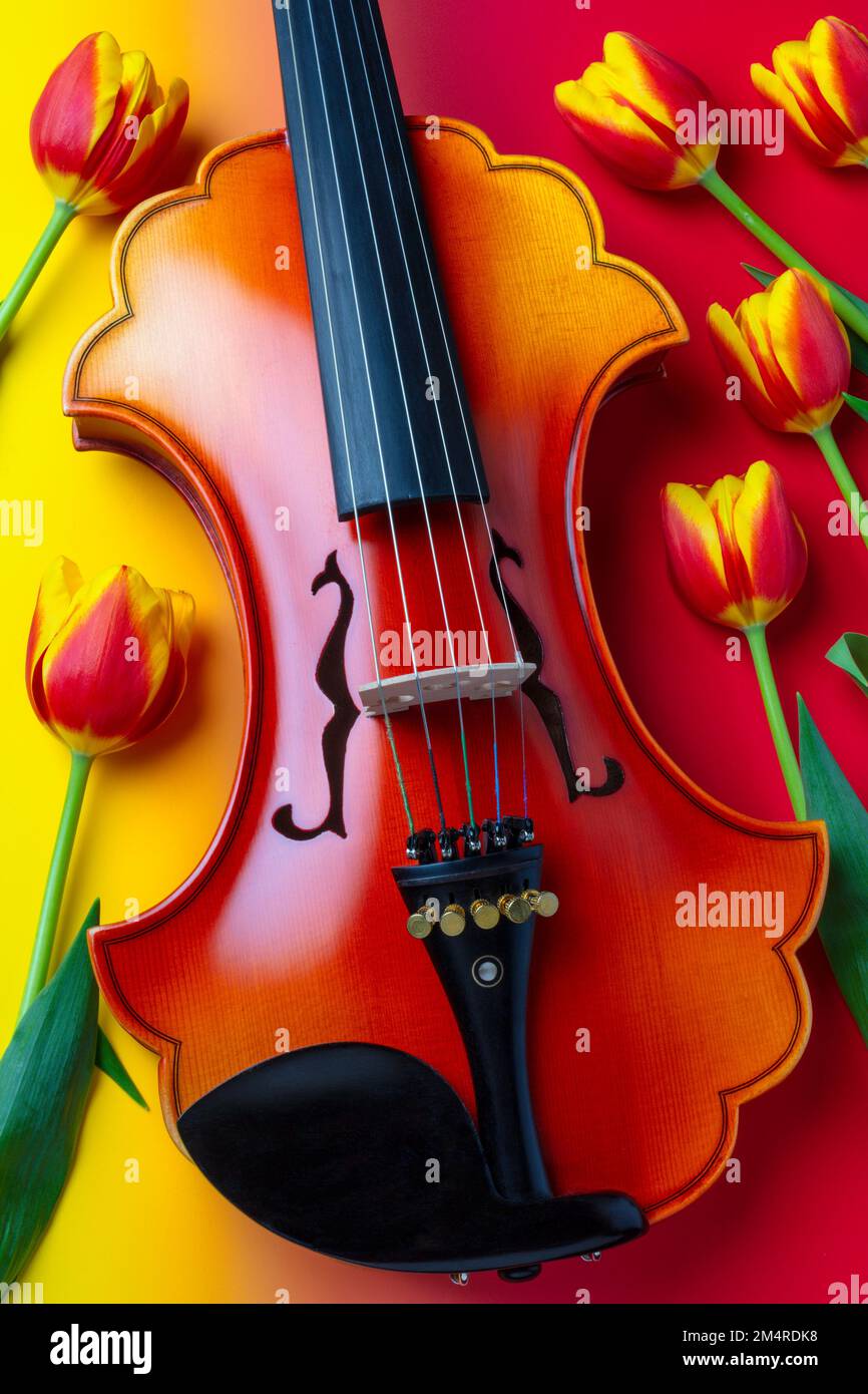Yellow And Red Tulips And Baroque Five String Violin Still Life Stock ...