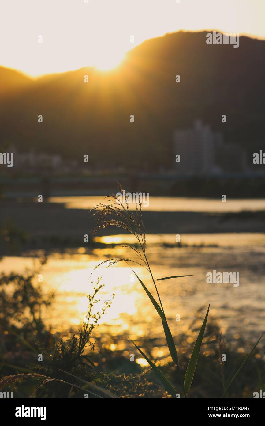 A vertical closeup of grass captured against the glowing sunshine in ...