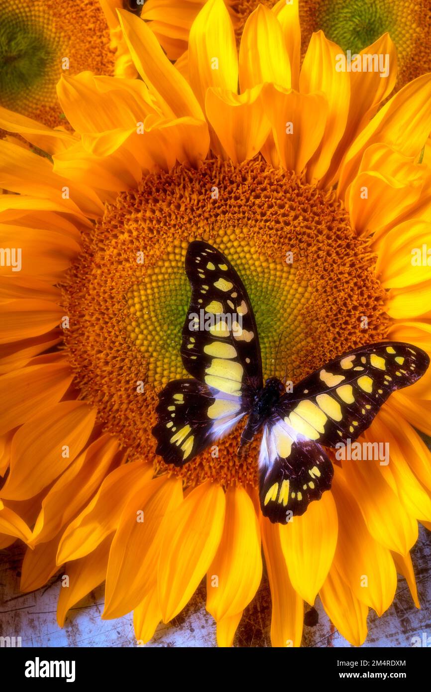 Garden Sunflowers And yellow Butterfly Stock Photo - Alamy