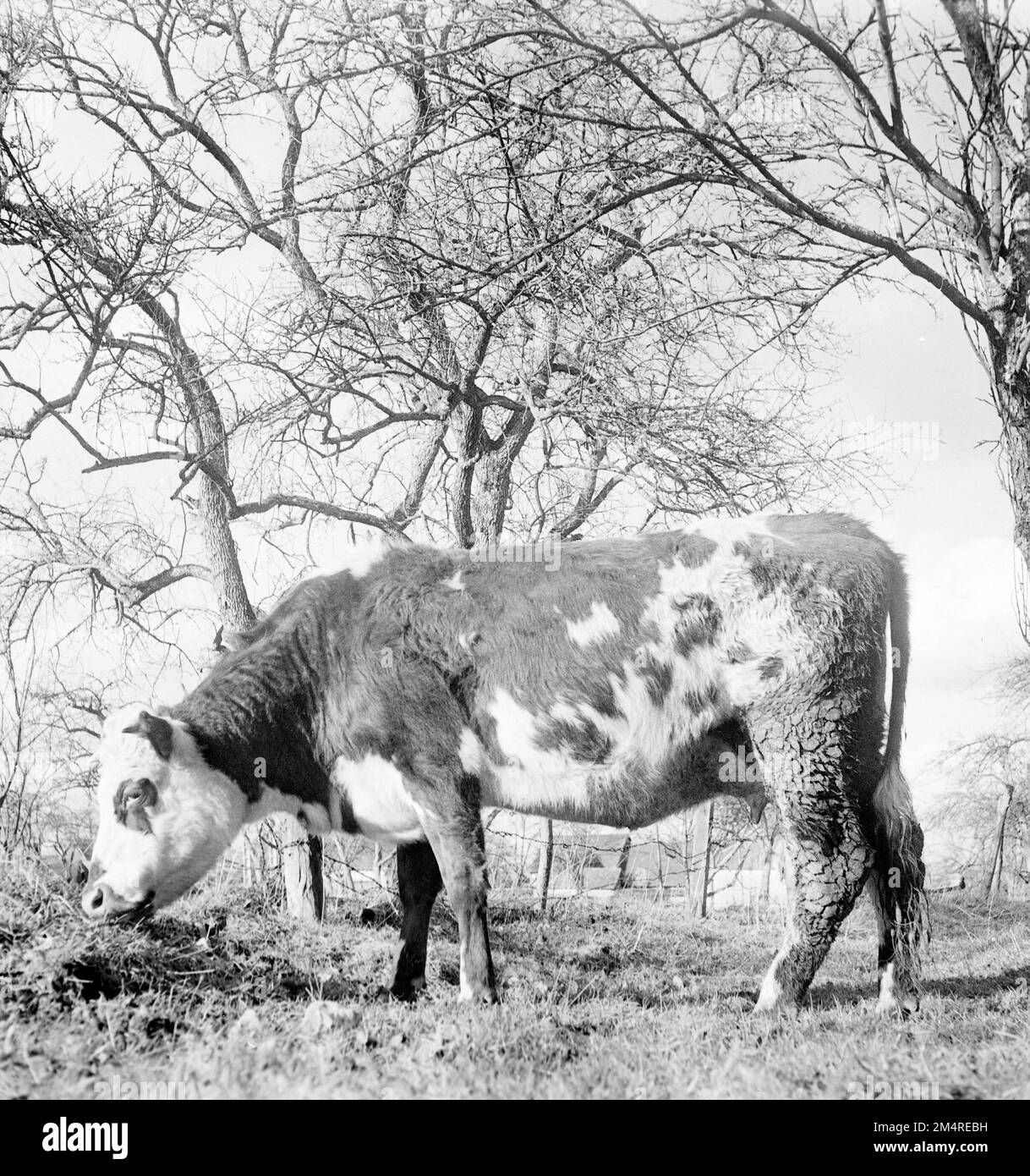 Farm pix (Cows, Sheep). Photographs of Marshall Plan Programs, Exhibits ...