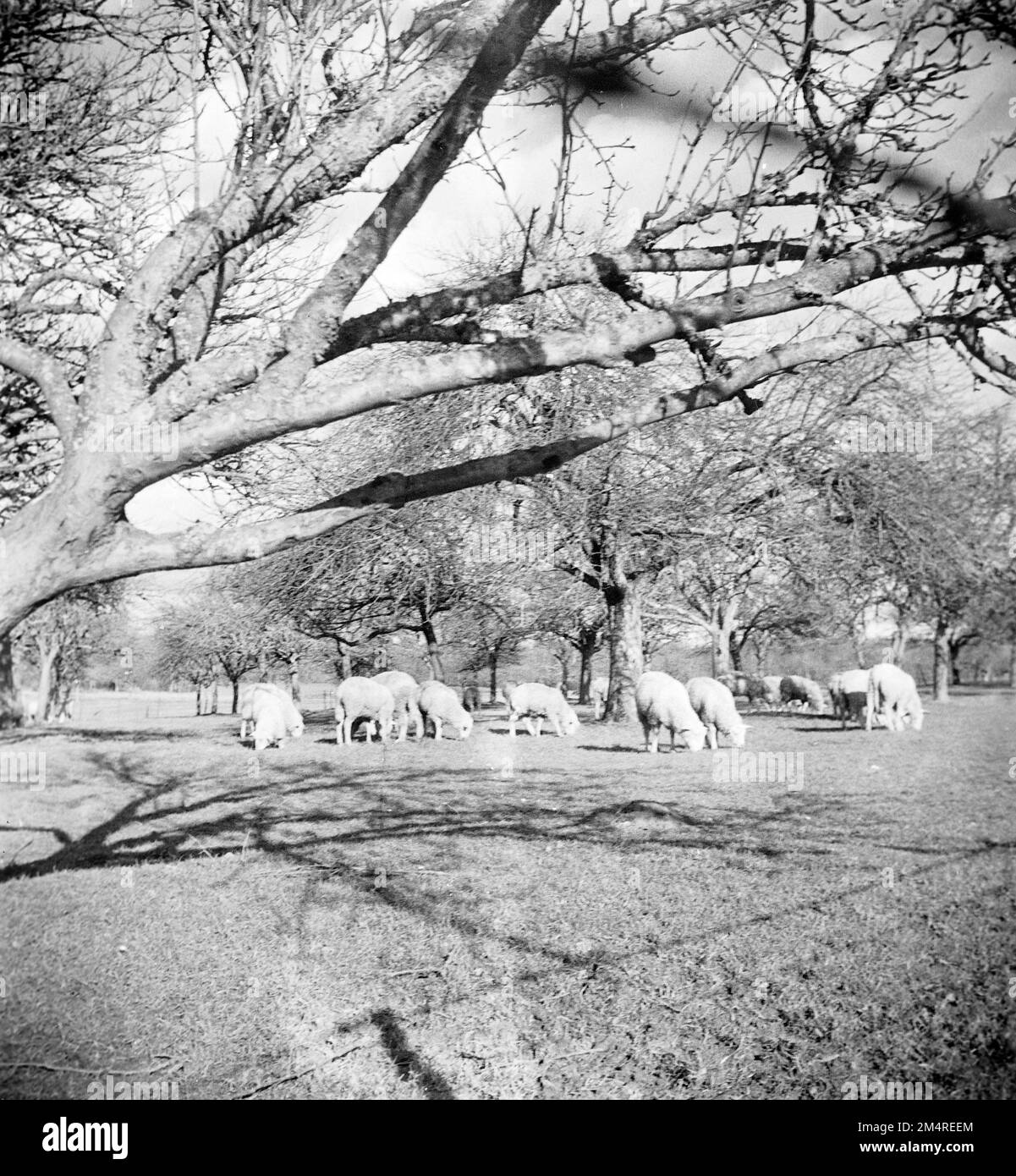 Farm pix (Cows, Sheep). Photographs of Marshall Plan Programs, Exhibits ...