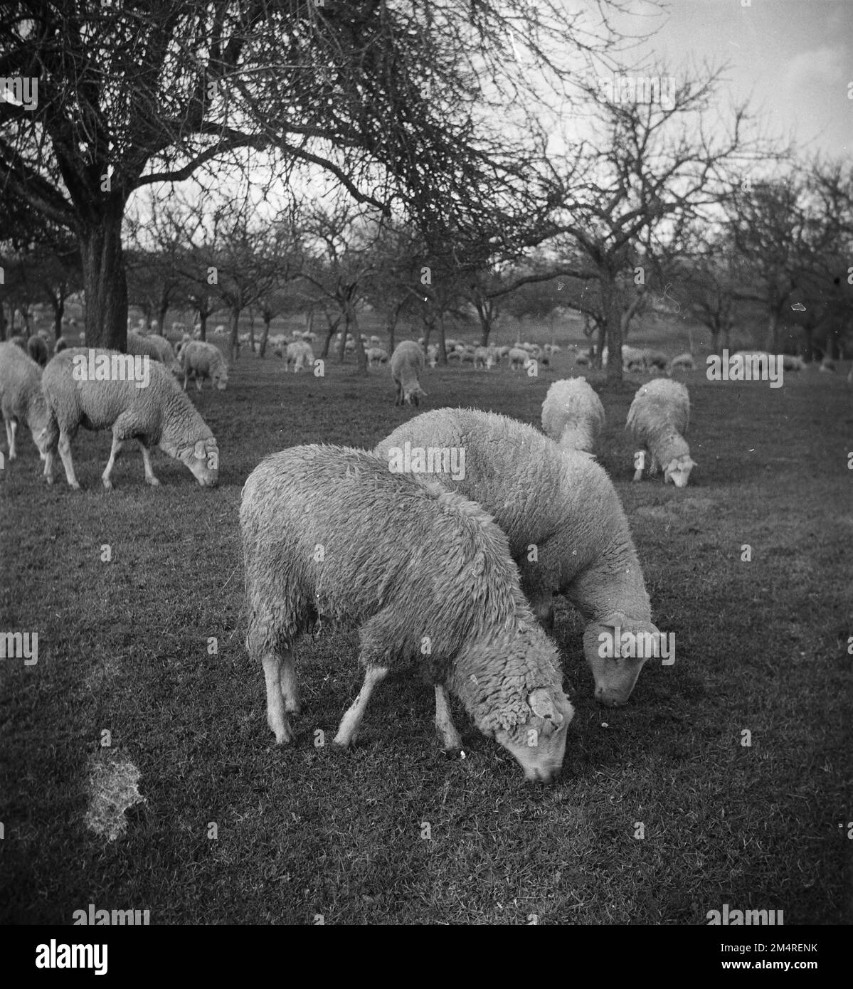 Farm pix (Cows, Sheep). Photographs of Marshall Plan Programs, Exhibits ...