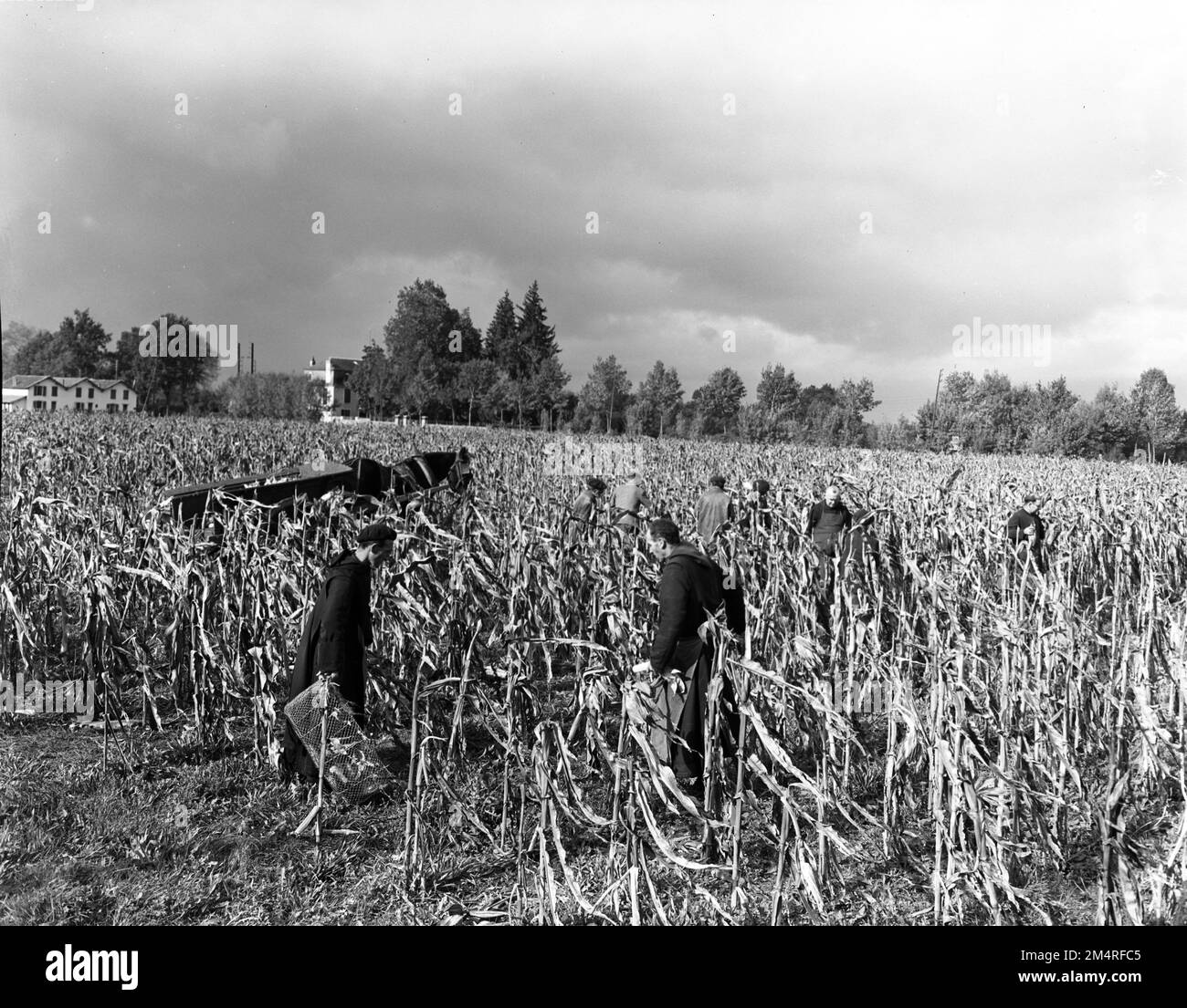 Hybrid Corn - Visit to the Madeleine Farm Near Pau. Photographs of ...
