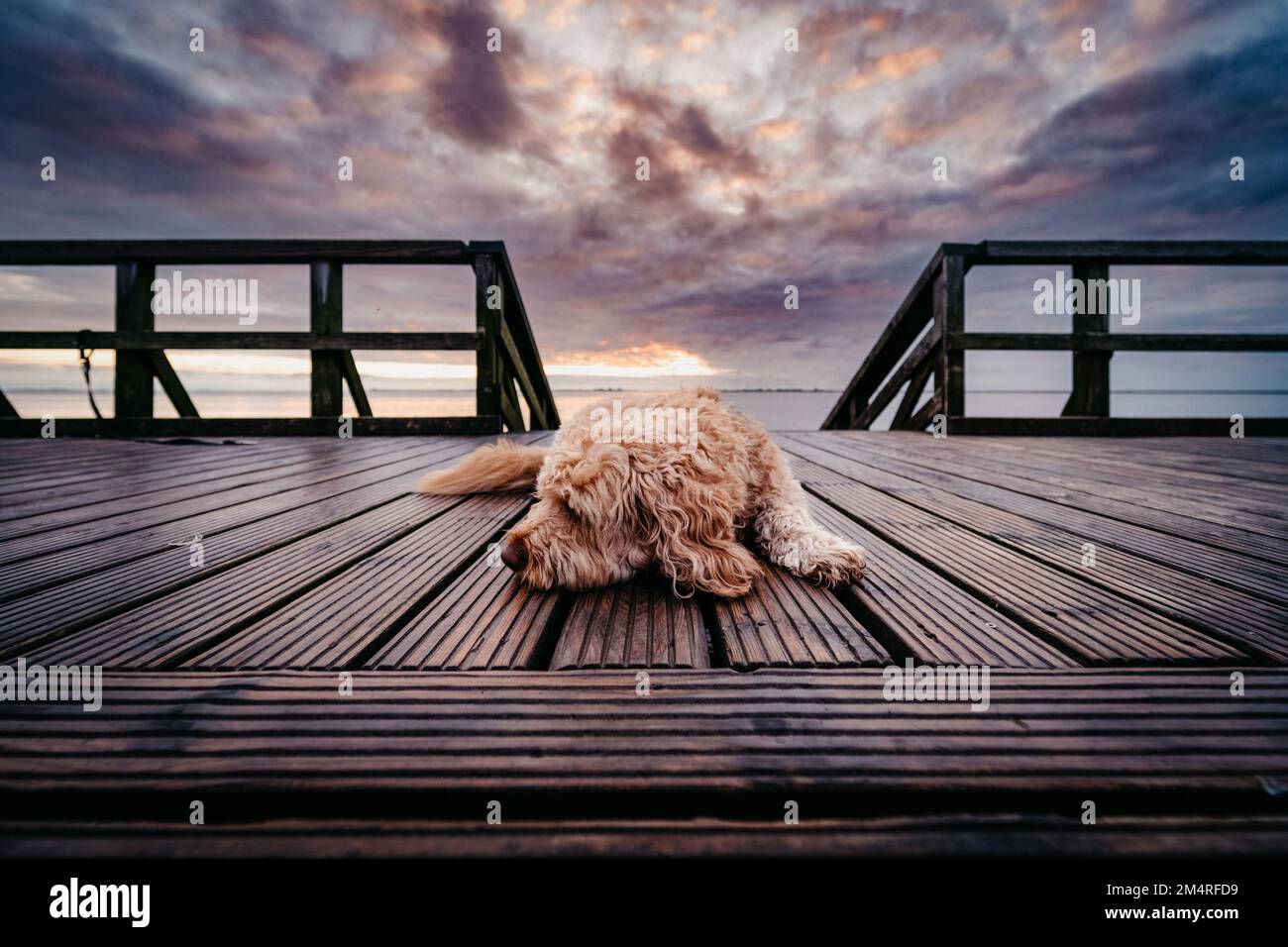 A cute poodle laying on the pier at sunset Stock Photo - Alamy