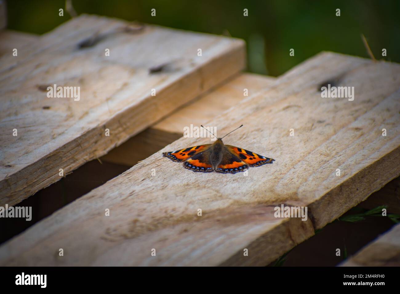Wood tortoiseshell hi-res stock photography and images - Alamy