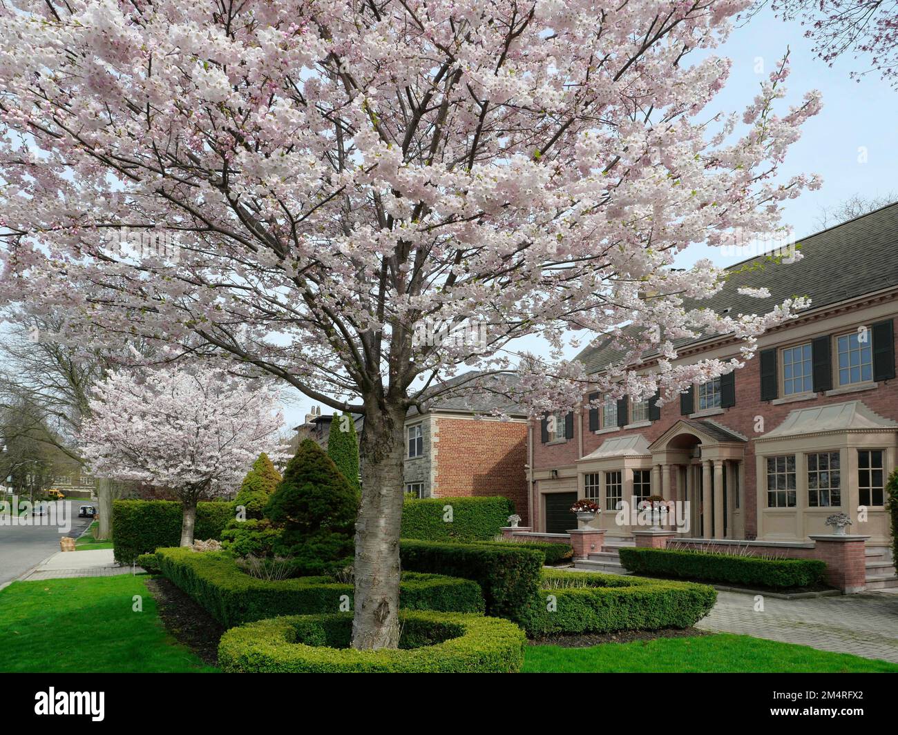 Cherry trees blooming in spring on residential street Stock Photo - Alamy