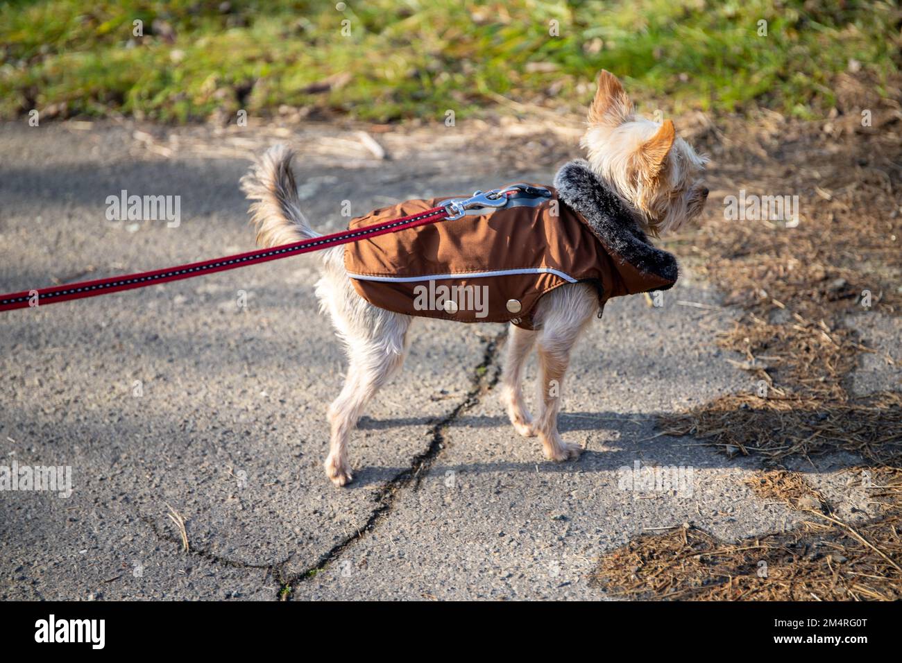 little dog with a brown jacket goes for a walk on a red leash Stock ...