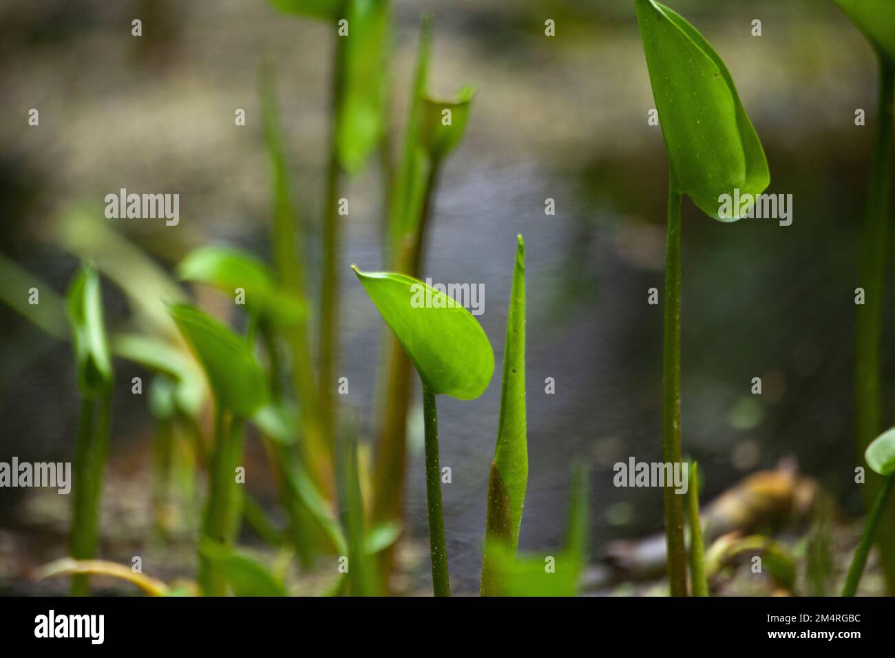 Swamp plant in summer. Sprout on pond. Green leaf. Fresh plant Stock ...