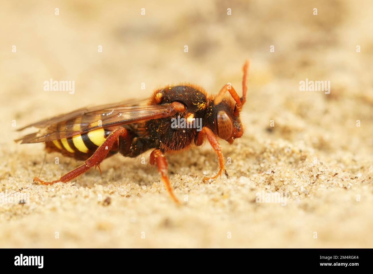 Closeup on a colorful red and yellow female Lathubry's nomad bee ...