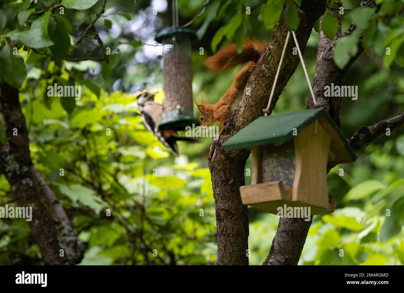 red squirrel on tree moving towards bird feeder house in focus. Great ...