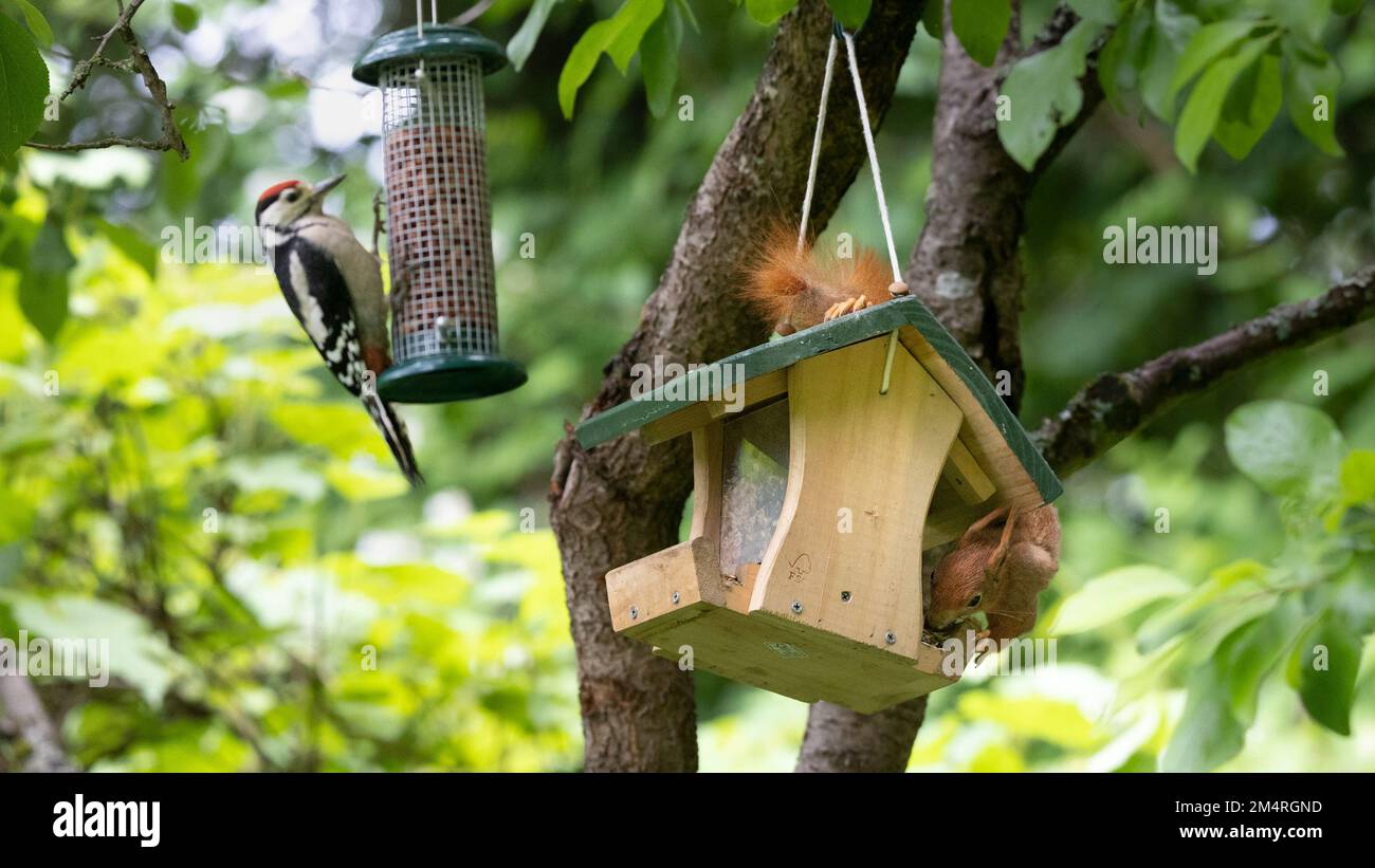 red squirrel in bird feeder house. Great spotted woodpecker on bird ...