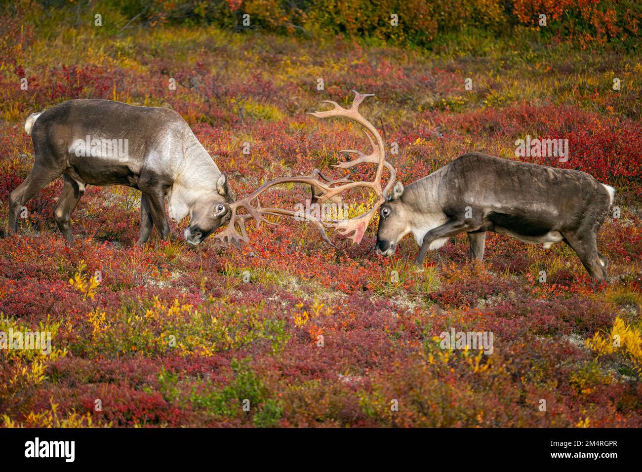 Arctic tundra animal herd hi-res stock photography and images - Alamy