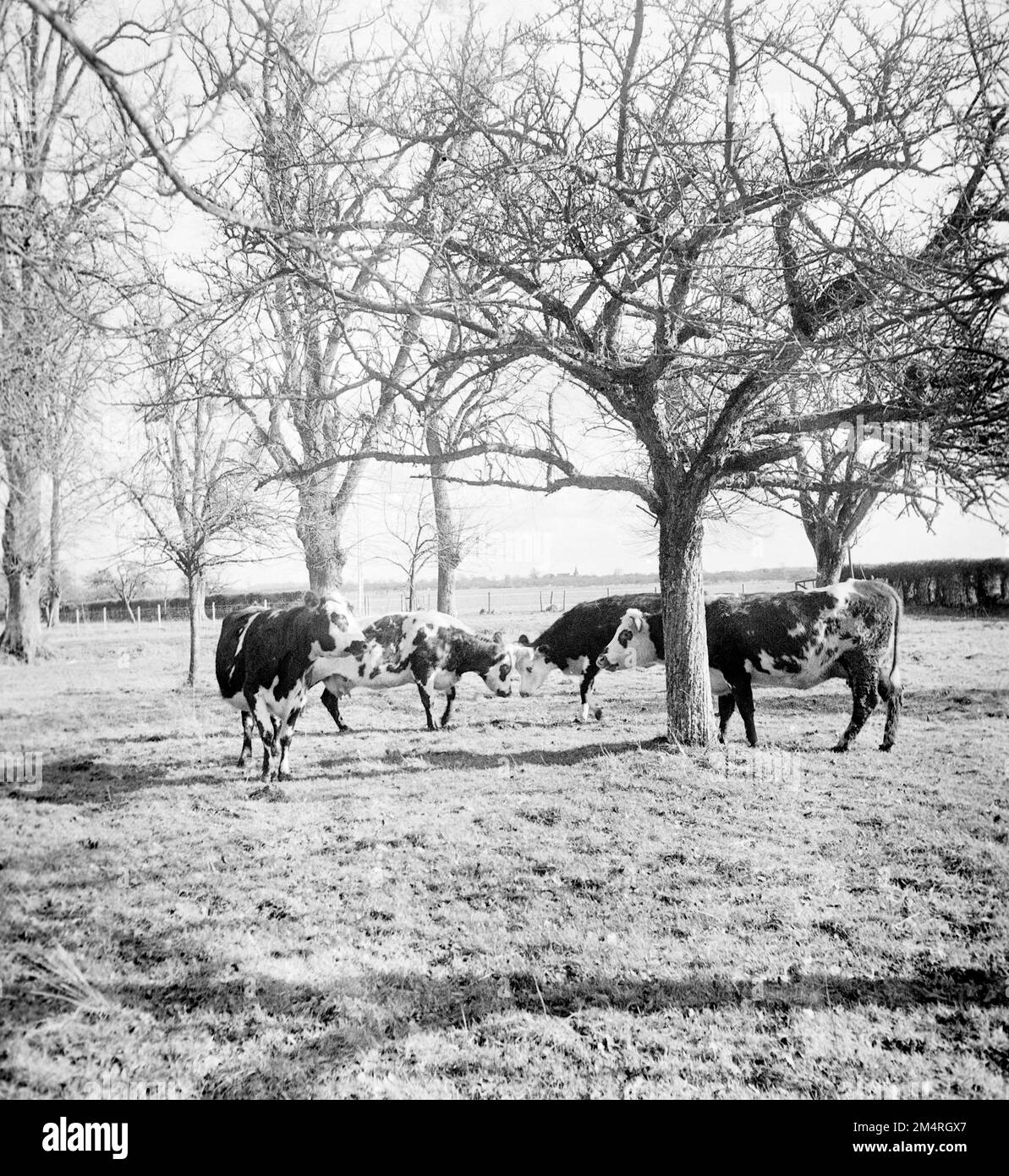 Farm pix (Cows, Sheep). Photographs of Marshall Plan Programs, Exhibits ...