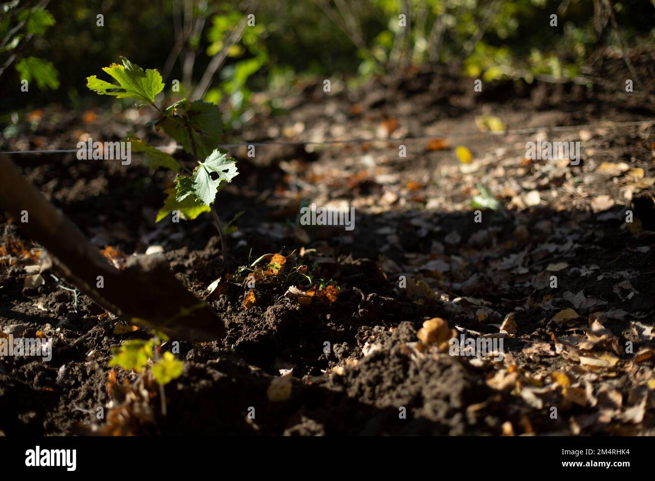 Planting plant in ground. Shovel and earth. Work in garden. Plant care ...