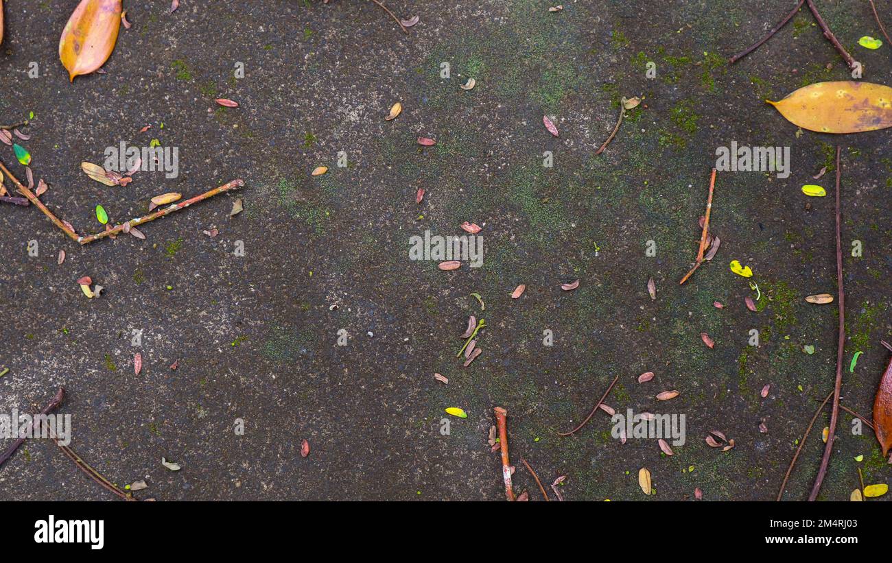 Mossy road texture fallen hi-res stock photography and images - Alamy