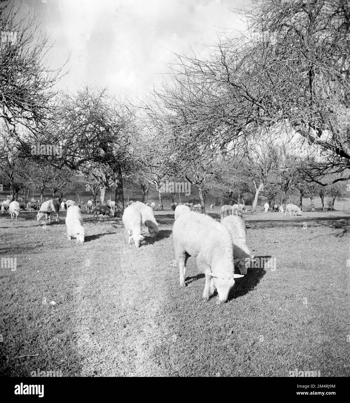 Farm pix (Cows, Sheep). Photographs of Marshall Plan Programs, Exhibits ...