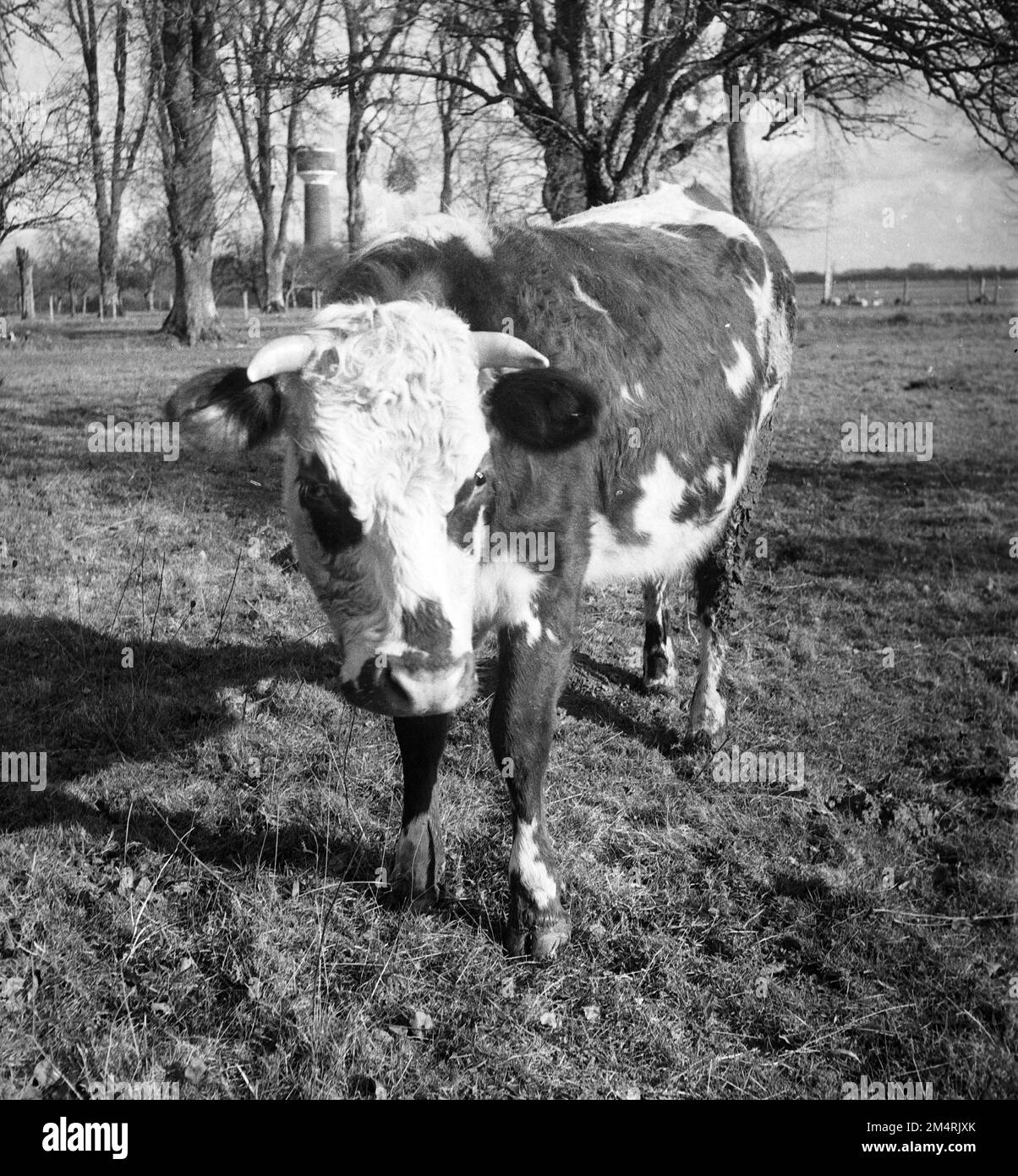Farm pix (Cows, Sheep). Photographs of Marshall Plan Programs, Exhibits ...