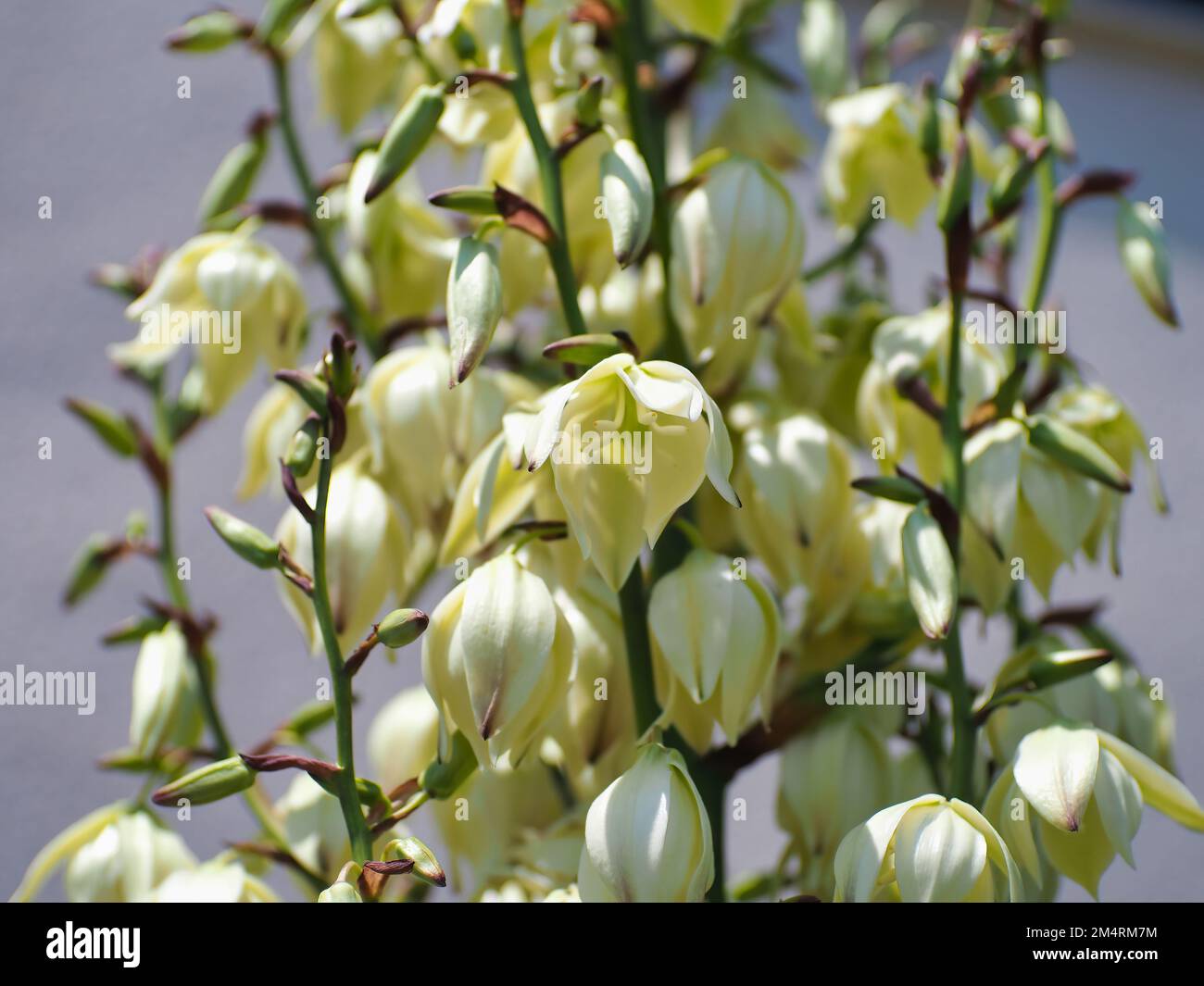 A closeup shot of white Adam's needle flowers on a sunny day Stock ...